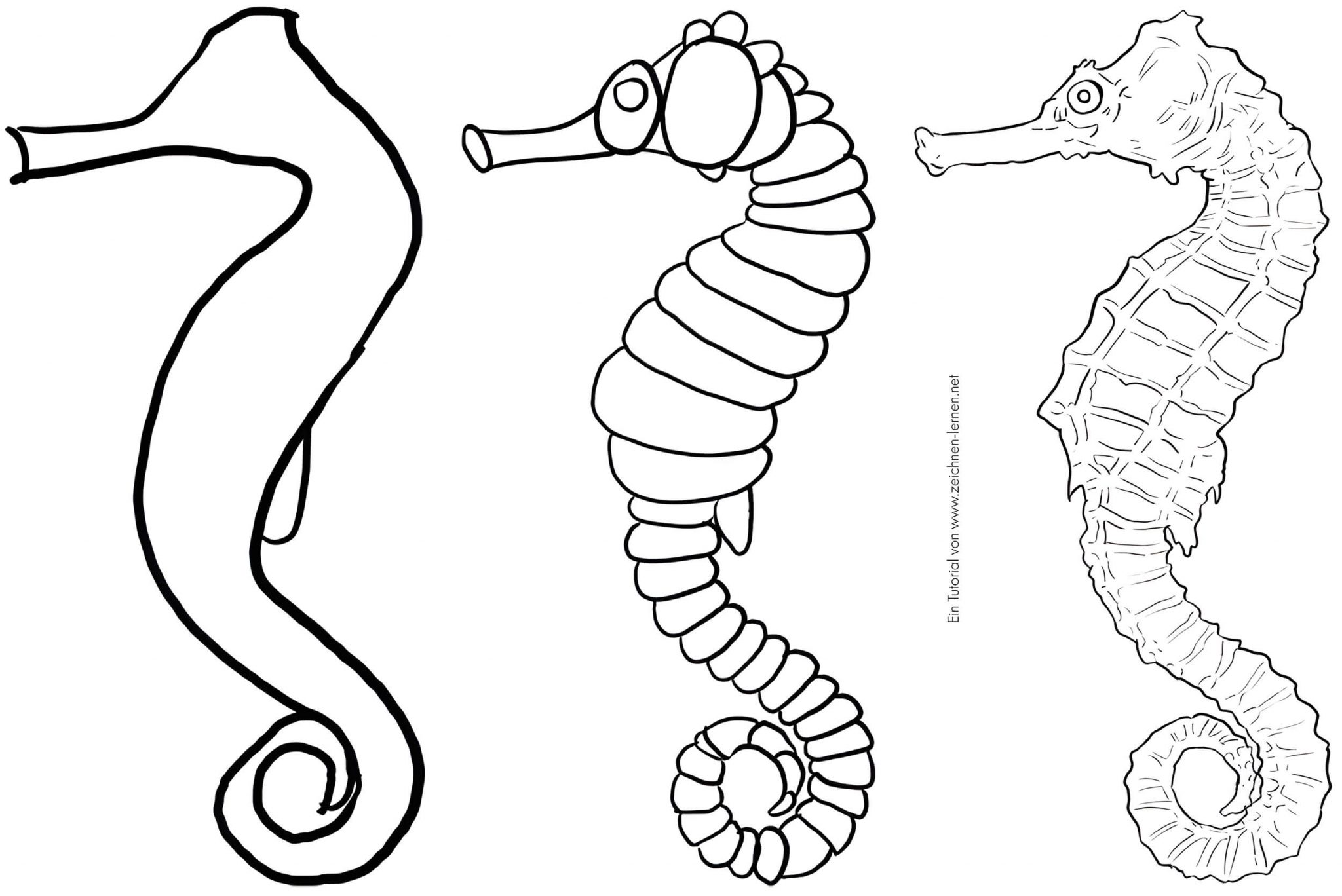 Meerestiere zeichnen lernen - Quallen, Seepferdchen, Perlboote