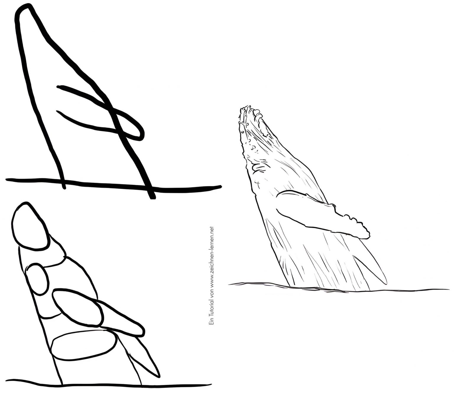 Delfine und Wale zeichnen lernen Schritt für Schritt