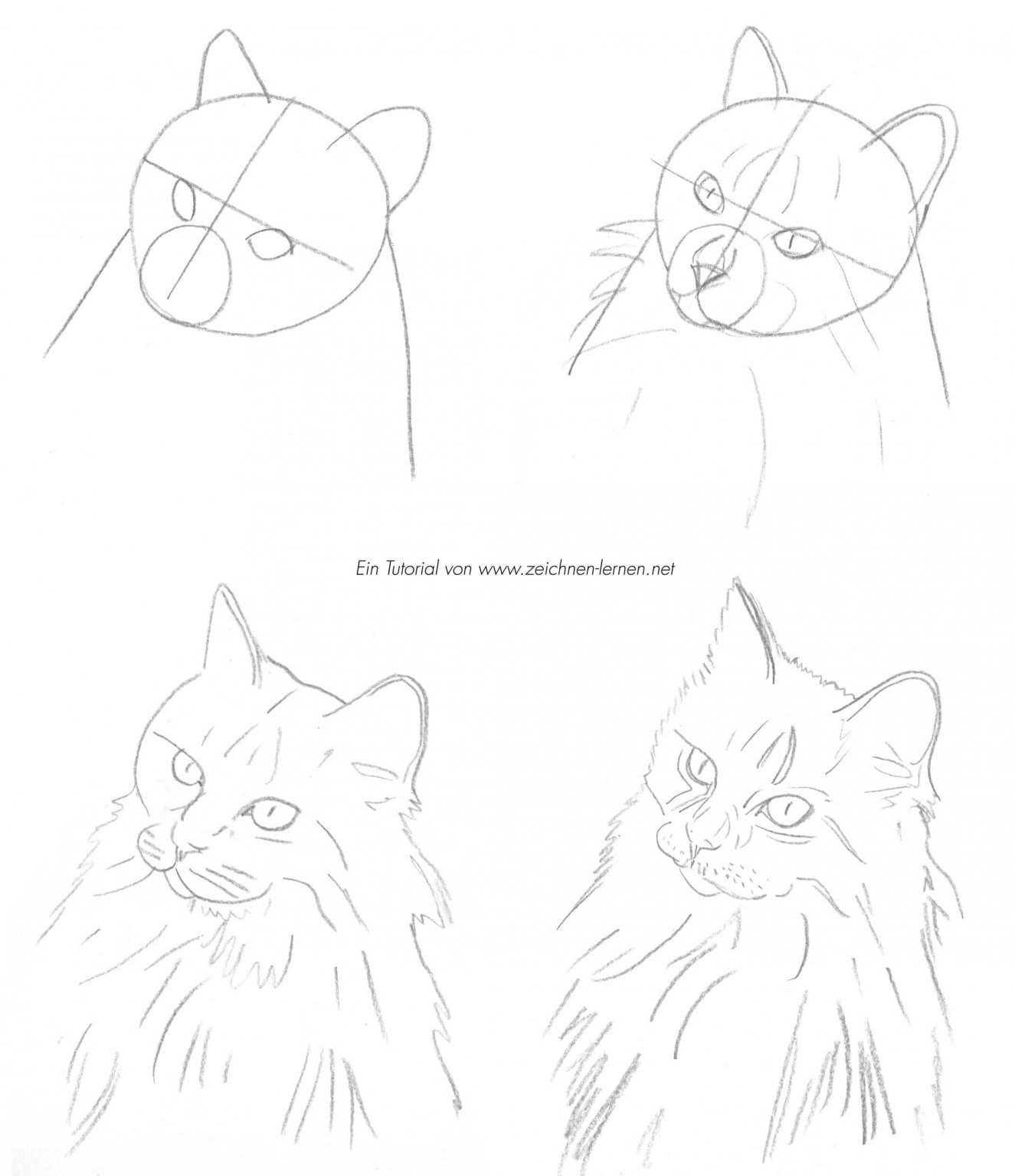 Katze zeichnen lernen Schritt für Schritt anhand einiger Beispiele
