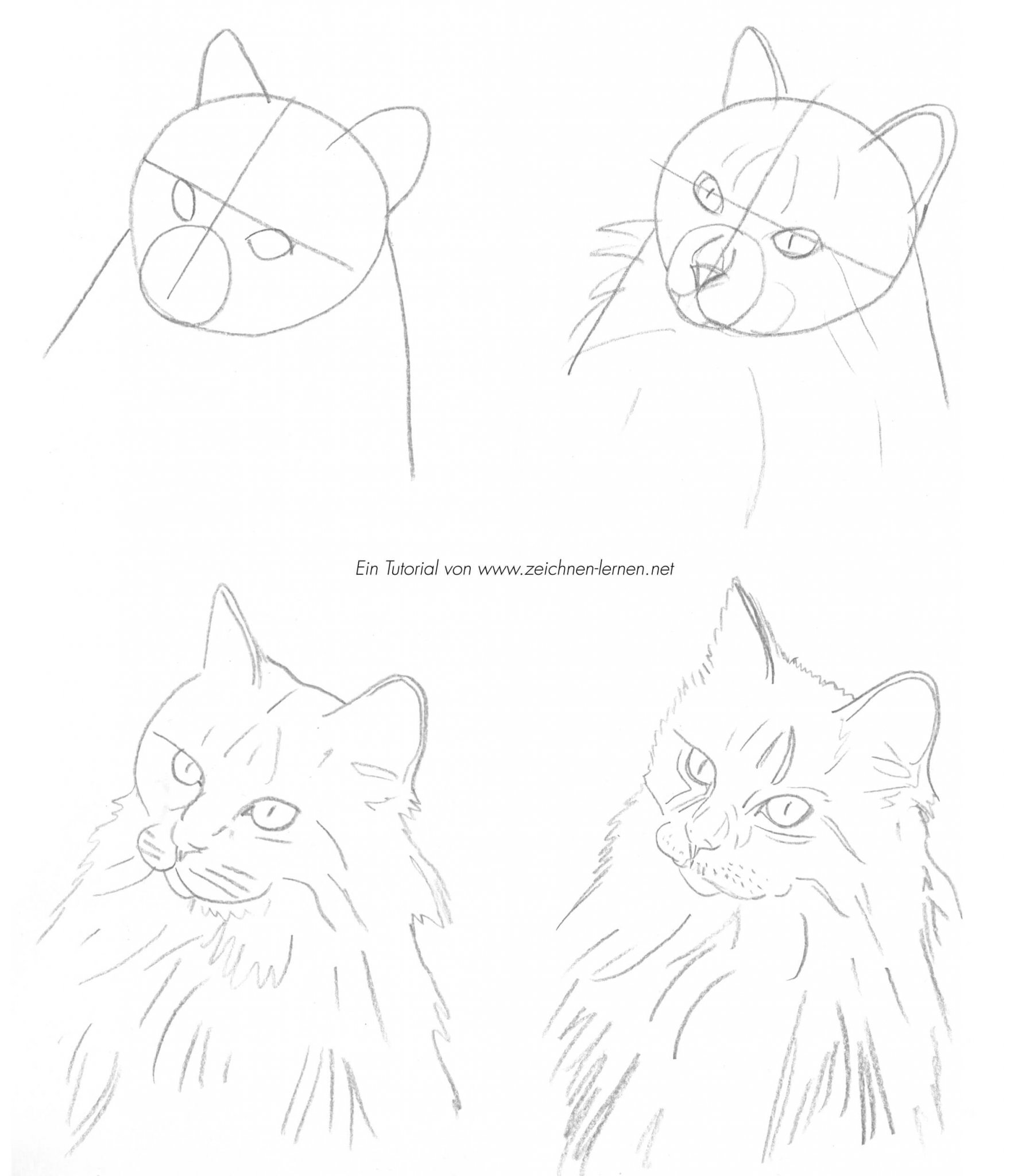 Katze zeichnen lernen Schritt für Schritt anhand einiger Beispiele