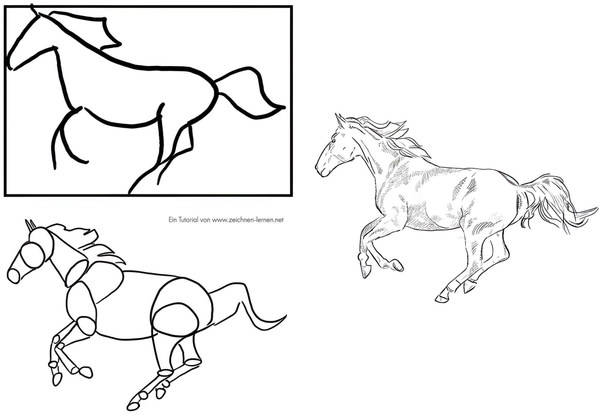 Pferde und Fohlen zeichnen lernen Schritt für Schritt