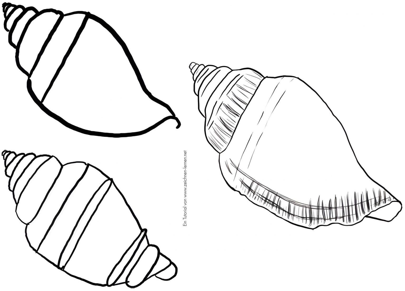 Krebse, Muscheln & Schnecken zeichnen und malen lernen
