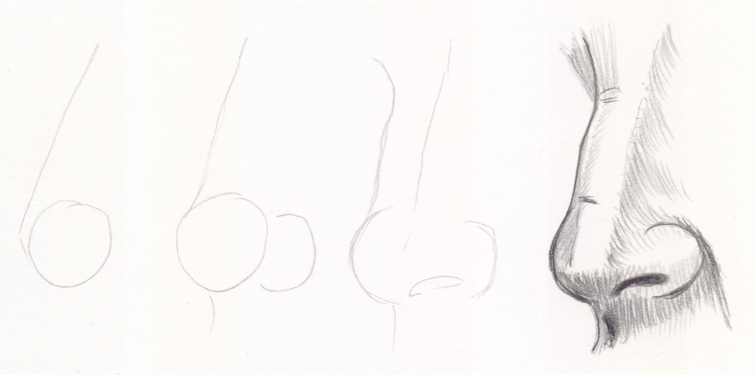 Learning to draw a nose - step by step to a realistic nose