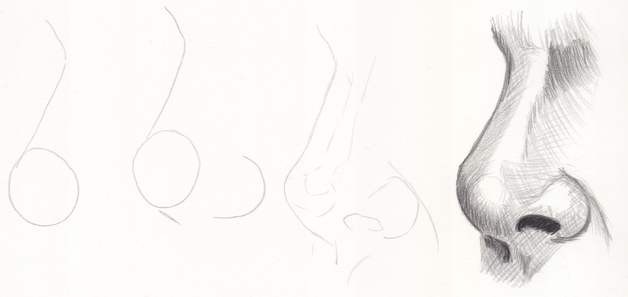 Nase zeichnen lernen – Schritt für Schritt zur realistischen Nase