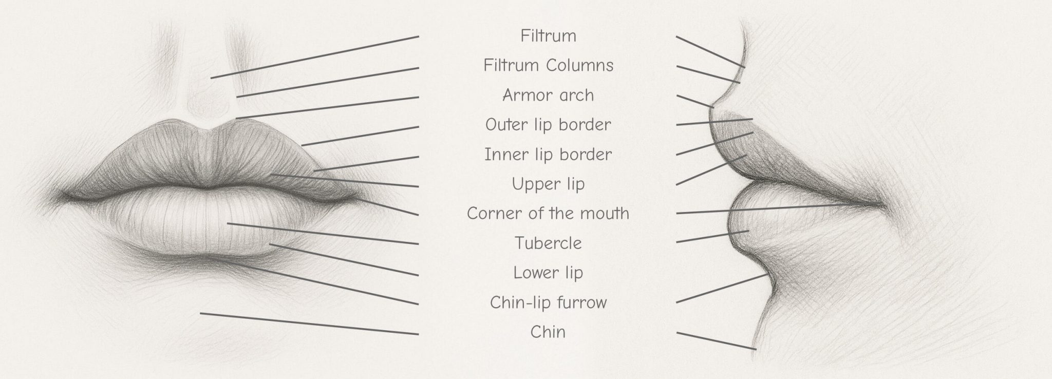 Learning to draw a mouth - step by step to a realistic mouth